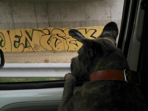 Accueil - Elevage Du Règne De Malaudrea - élevage de Cane Corso Drôme ...